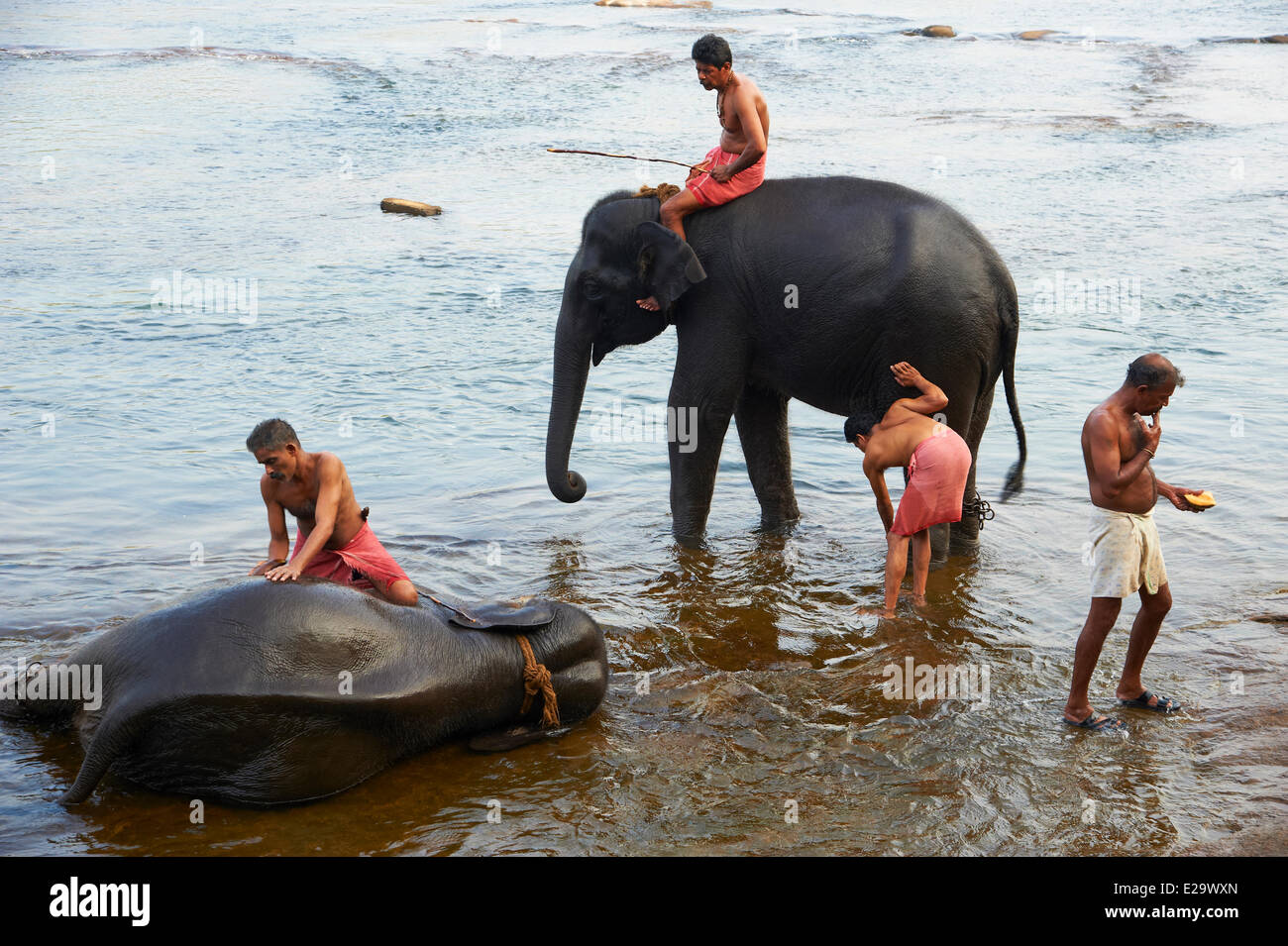 India, Kerala state, Kodanad, elephant training centre Stock Photo - Alamy