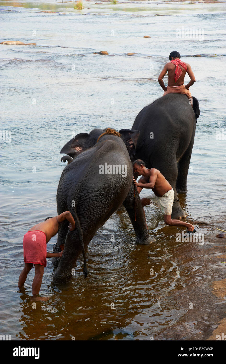India, Kerala state, Kodanad, elephant training centre Stock Photo - Alamy