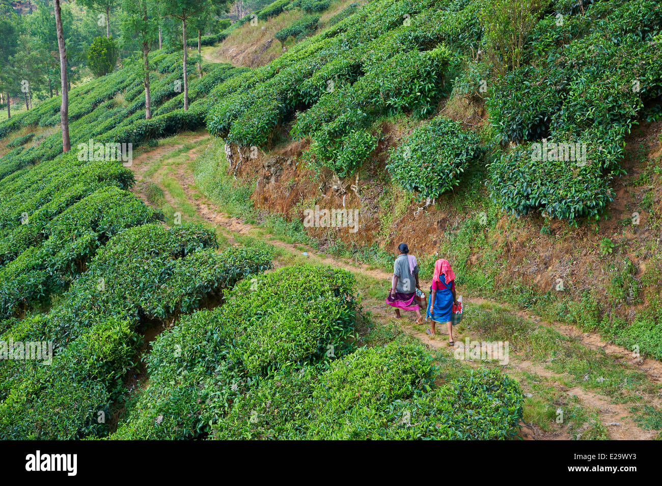 Tea worker kerala hi-res stock photography and images - Alamy
