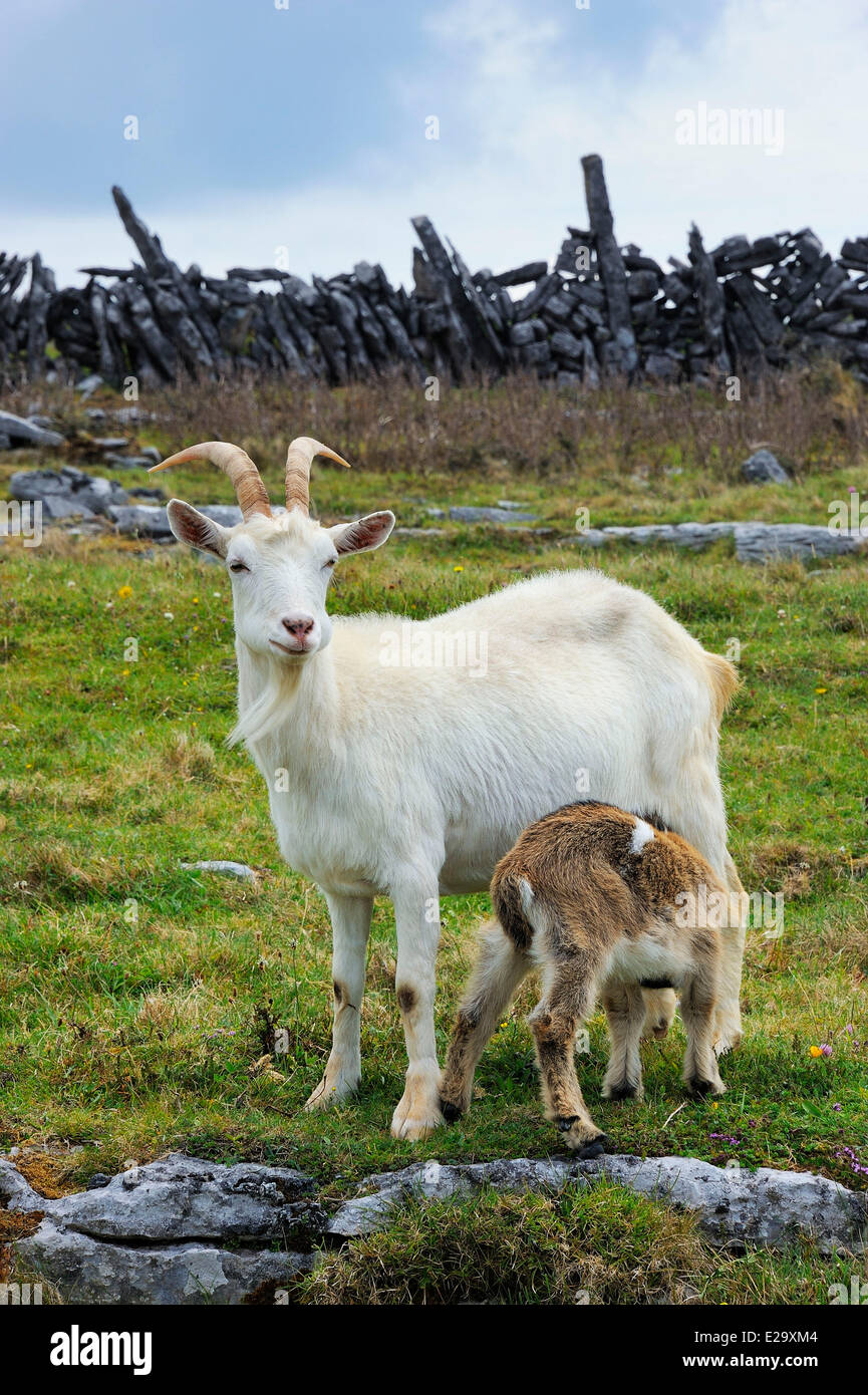 Aran island goat hi-res stock photography and images - Alamy