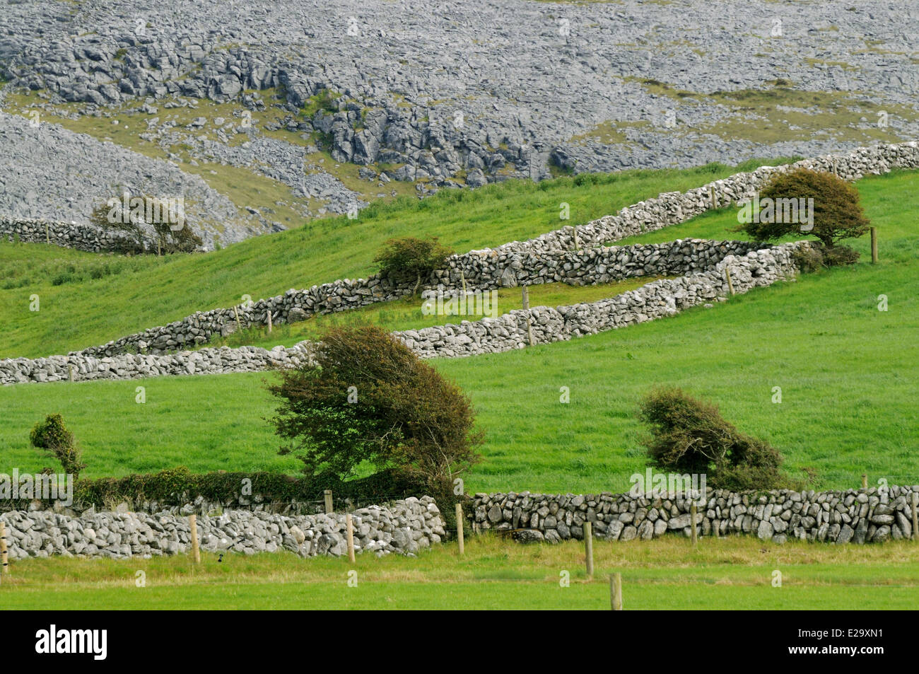Ireland, County Clare, Ballyvaughan surroundings, The Burren Stock ...