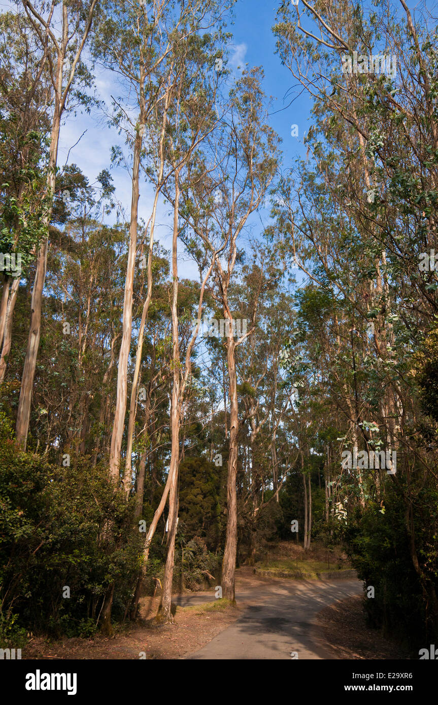 India, Tamil Nadu State, Ooty, a hill station in the Nilgiri Hills ...