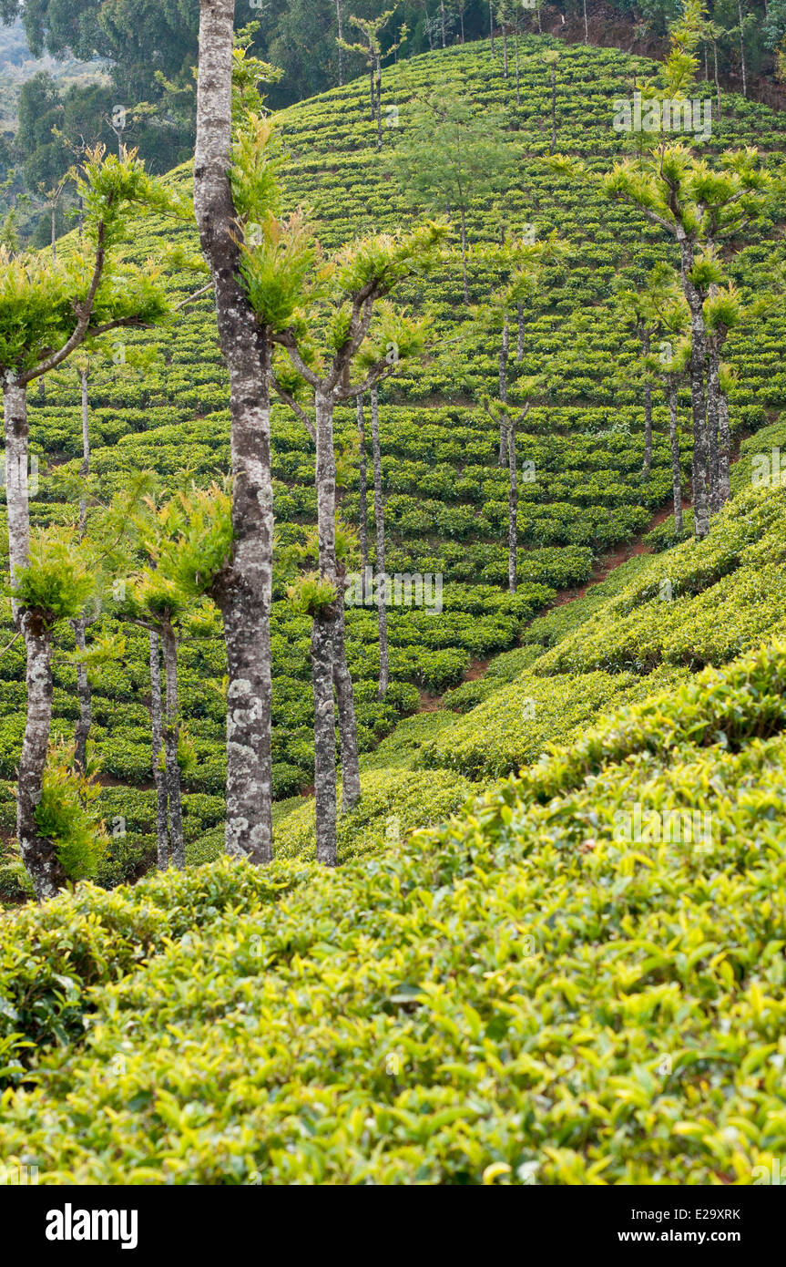 India, Tamil Nadu State, Ooty, a hill station in the Nilgiri Hills ...