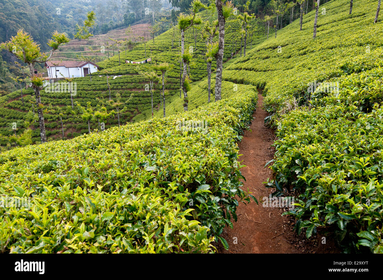 India, Tamil Nadu State, Ooty, a hill station in the Nilgiri Hills ...