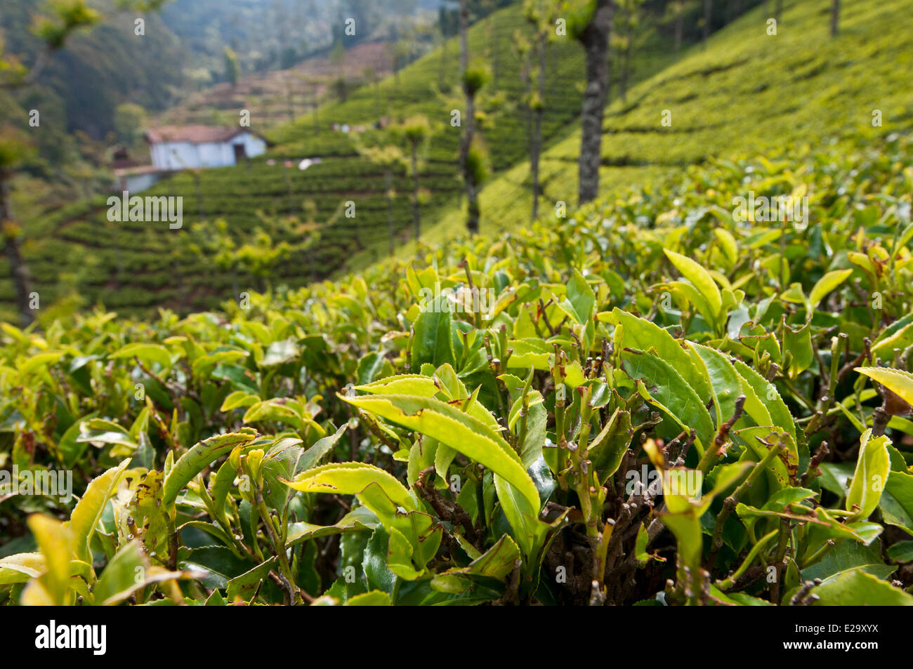 India, Tamil Nadu State, Ooty, a hill station in the Nilgiri Hills ...