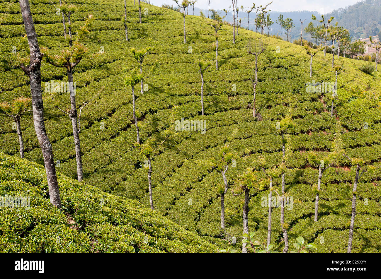 India, Tamil Nadu State, Ooty, a hill station in the Nilgiri Hills ...