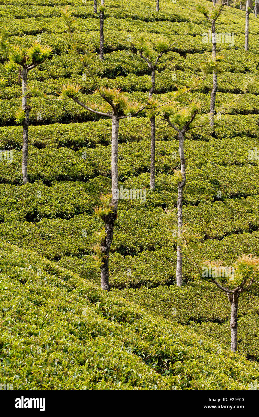 India, Tamil Nadu State, Ooty, a hill station in the Nilgiri Hills ...
