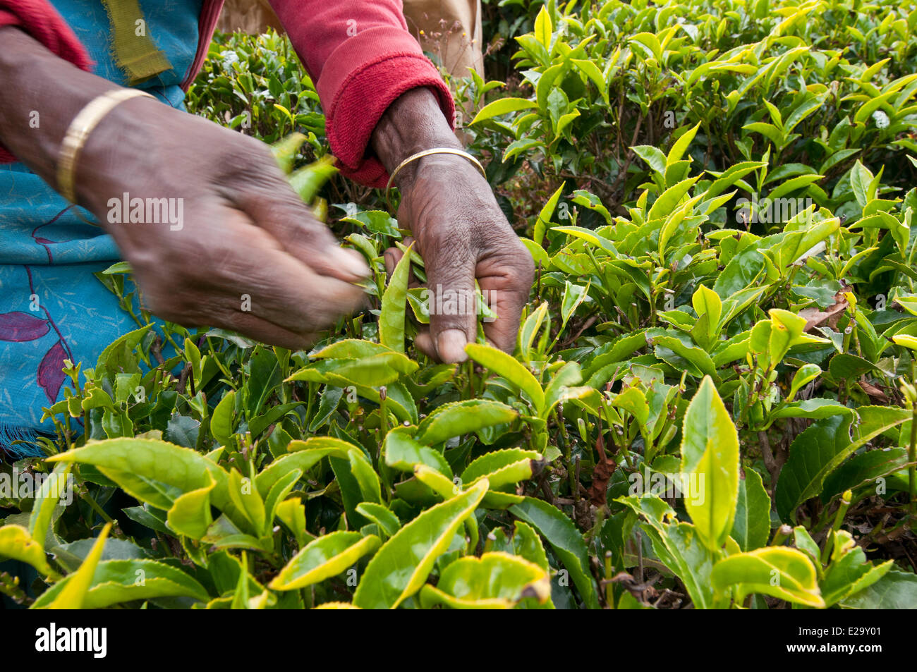 India, Tamil Nadu State, Ooty, a hill station in the Nilgiri Hills ...