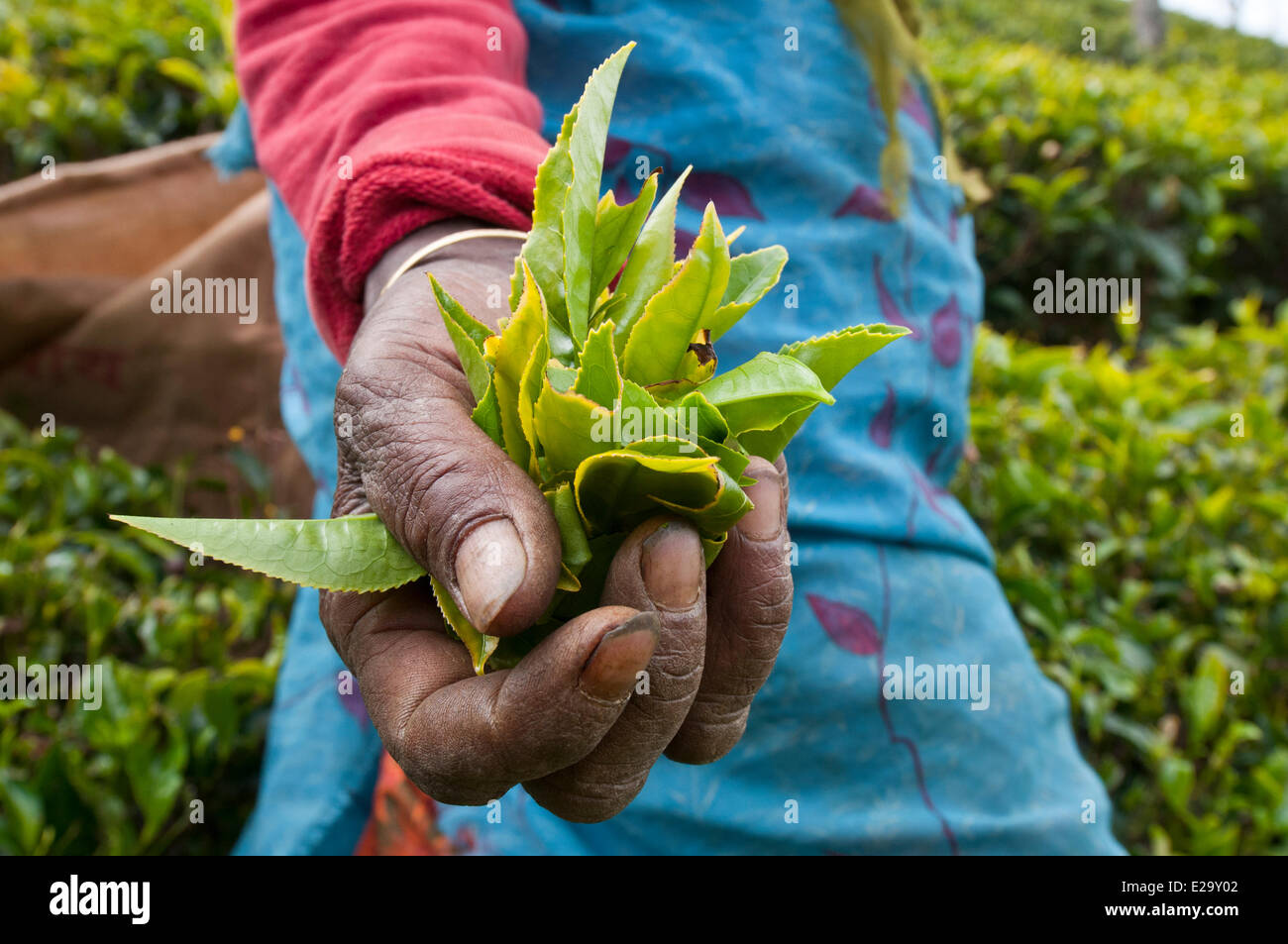 India, Tamil Nadu State, Ooty, a hill station in the Nilgiri Hills ...