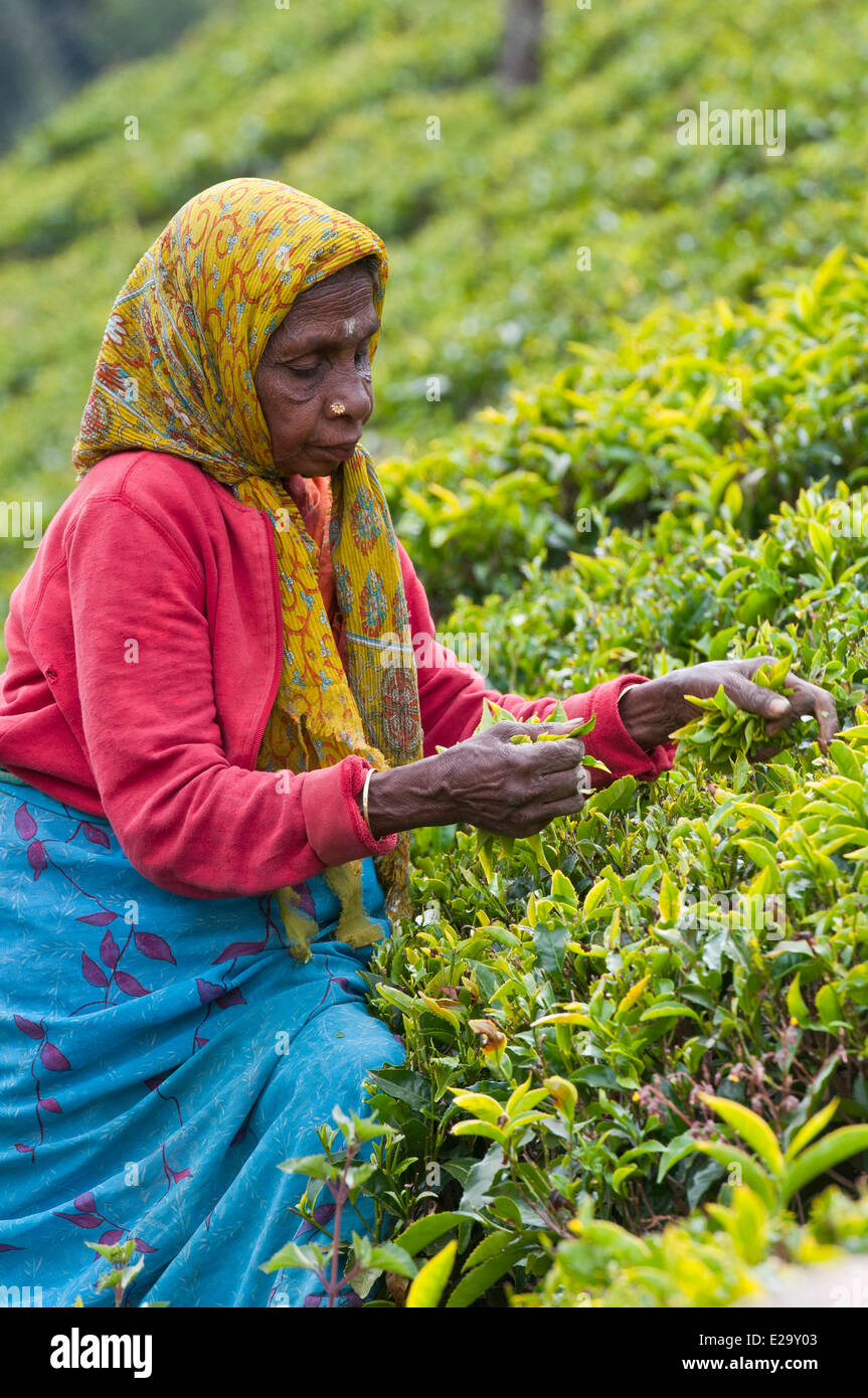 India, Tamil Nadu State, Ooty, a hill station in the Nilgiri Hills ...