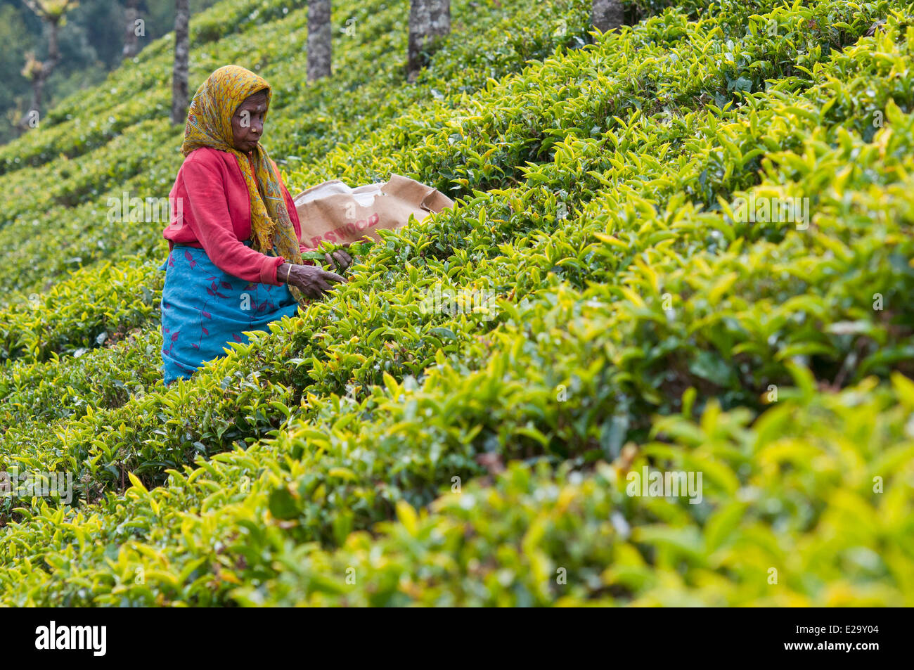India, Tamil Nadu State, Ooty, a hill station in the Nilgiri Hills ...