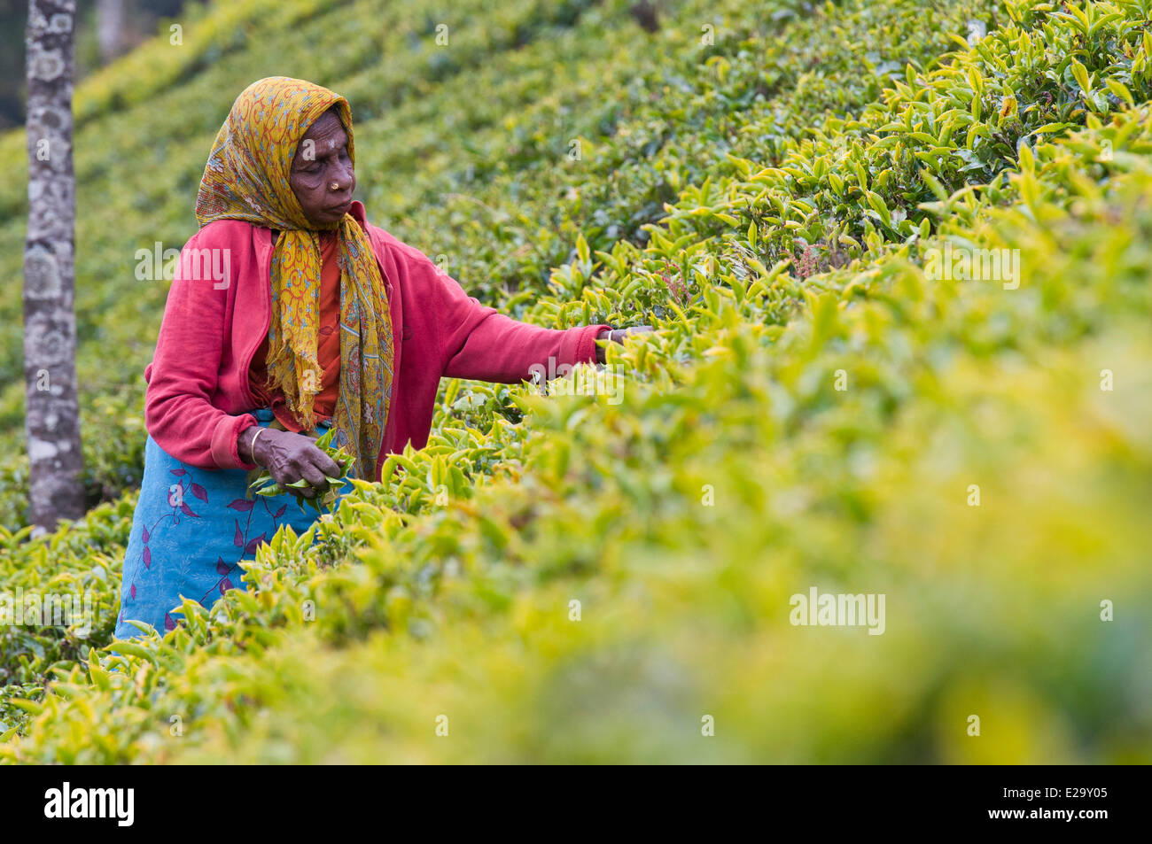 India, Tamil Nadu State, Ooty, a hill station in the Nilgiri Hills ...
