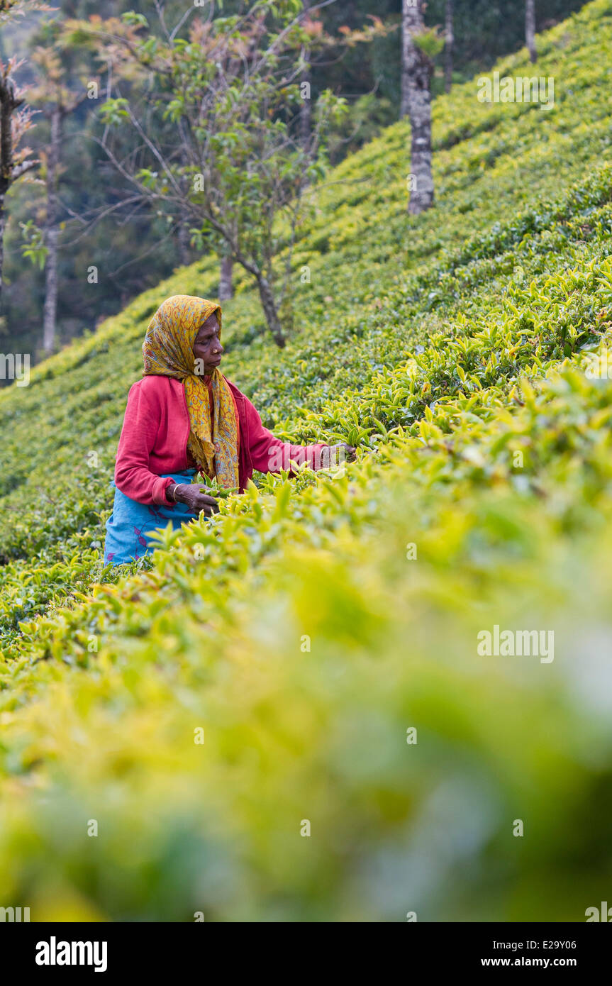 India, Tamil Nadu State, Ooty, a hill station in the Nilgiri Hills ...