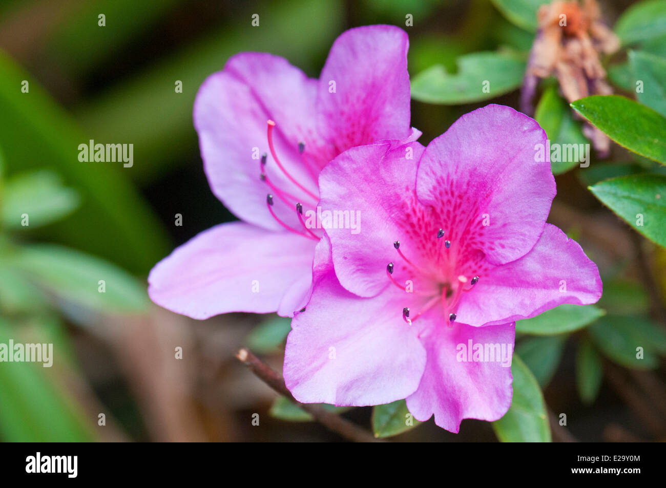 India, Tamil Nadu State, Ooty, a hill station in the Nilgiri Hills ...
