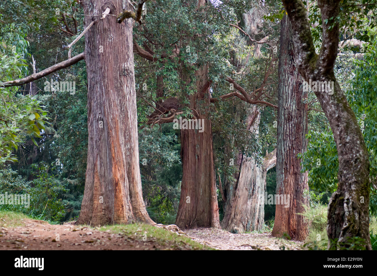 India, Tamil Nadu State, Ooty, a hill station in the Nilgiri Hills ...