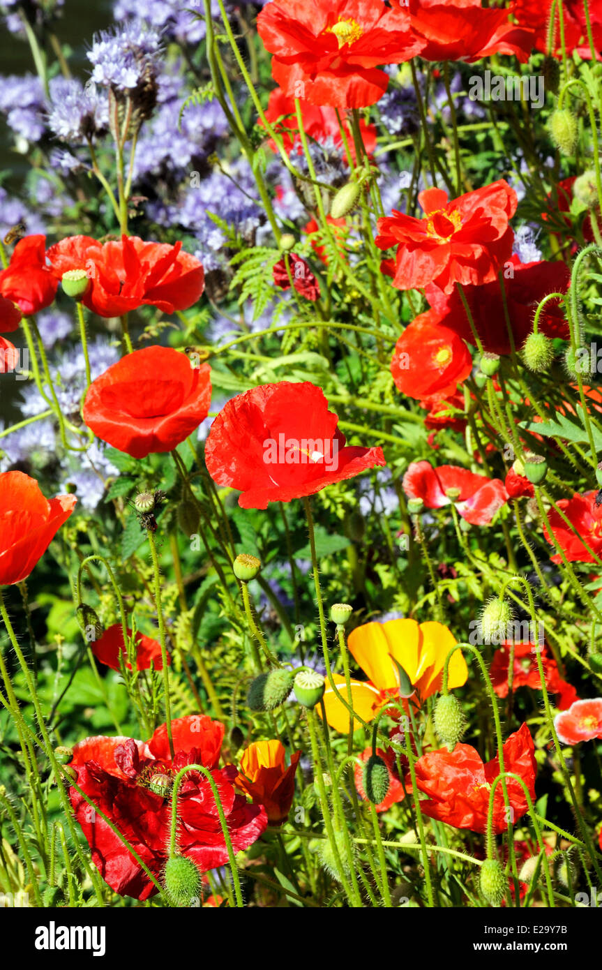 Poppies And Thistles High Resolution Stock Photography and Images - Alamy