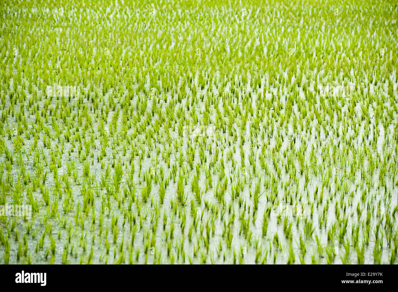 India, Tamil Nadu State, Gingee, the rice fields at the bottom of the ...