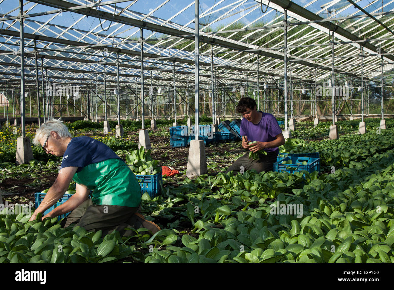 Grow grower growers growing crop crops veg vegetables hi-res stock ...