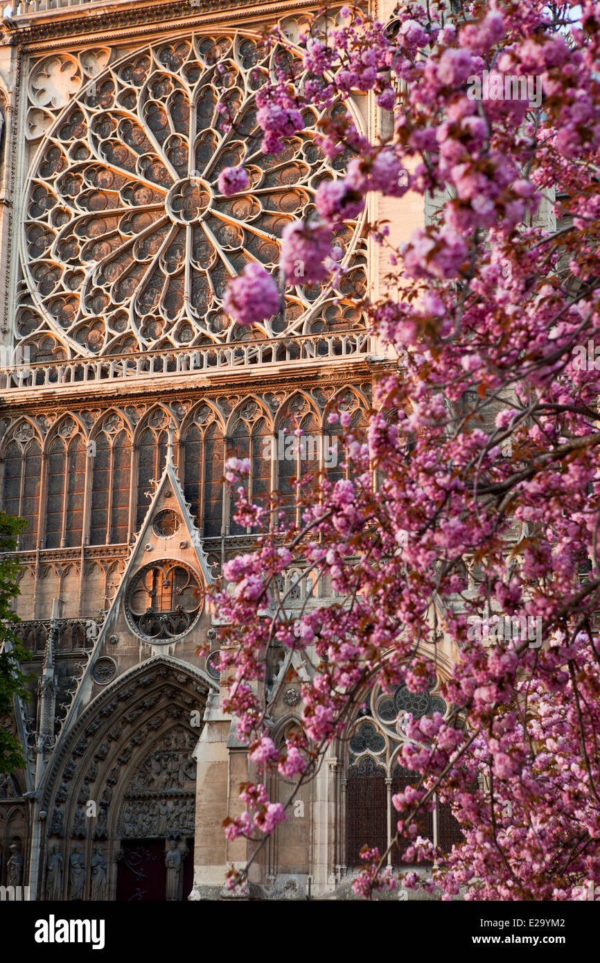France, Paris, Notre Dame de Paris cathedral in the spring, plum Stock ...