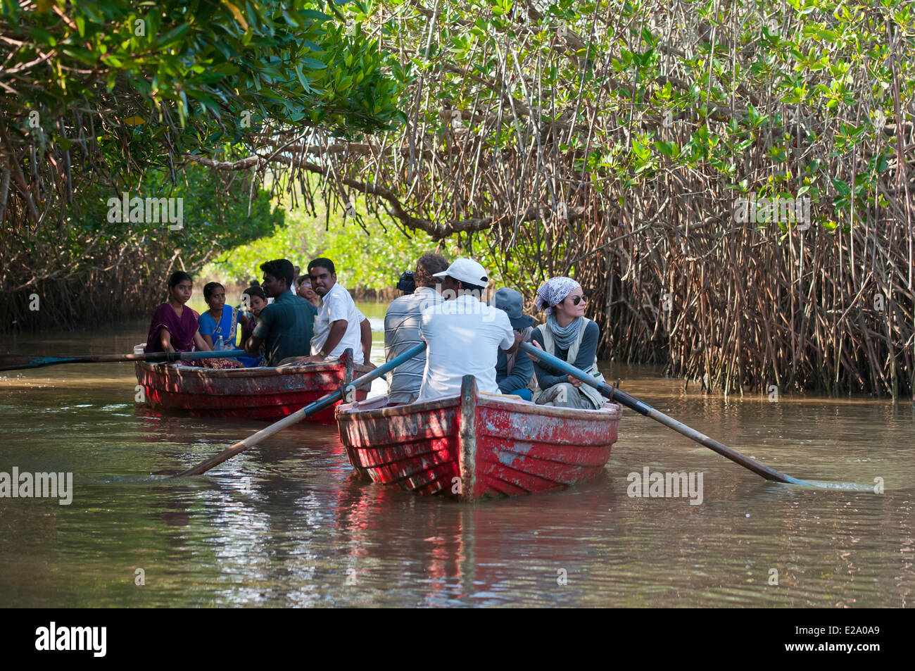 India, Tamil Nadu state, Pichavaram, boat trip in the mangrove, one of ...