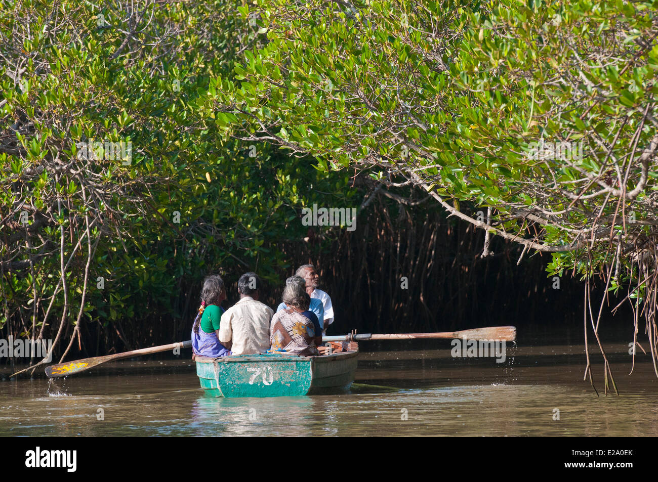 India, Tamil Nadu state, Pichavaram, boat trip in the mangrove, one of ...