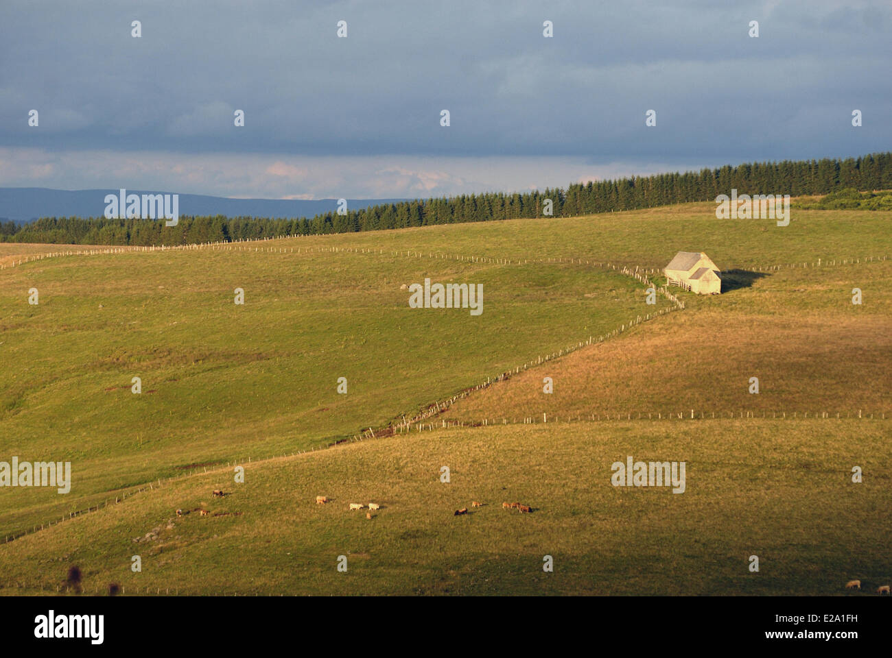 France, Aveyron, Aubrac plateau, landscape near the Puy de Gudette ...