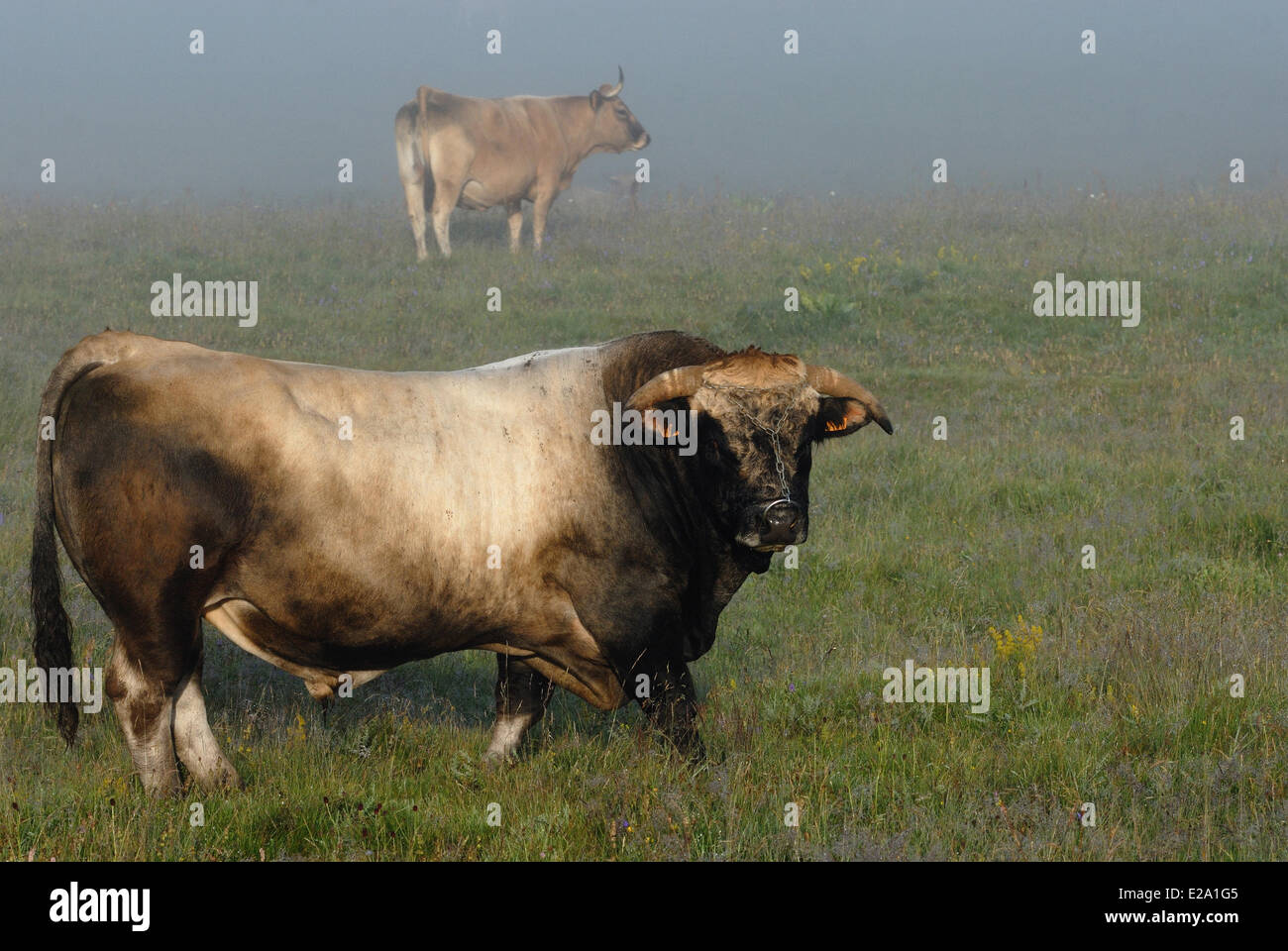 France, Aveyron, Aubrac plateau, Aubrac cows grazing, bull Stock Photo ...