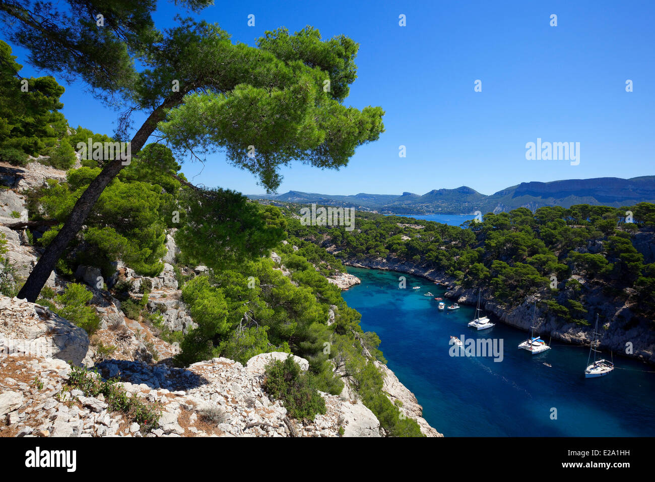 France, Bouches du Rhone, Cassis, Calanque de Port Pin, Aleppo pines ...
