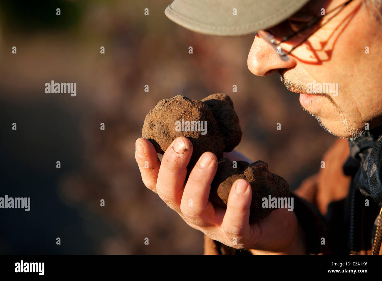 France, Vaucluse, Luberon, Bonnieux, harvest of truffles with Jacky ...