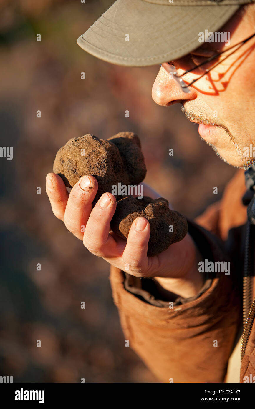 France, Vaucluse, Luberon, Bonnieux, harvest of truffles with Jacky ...