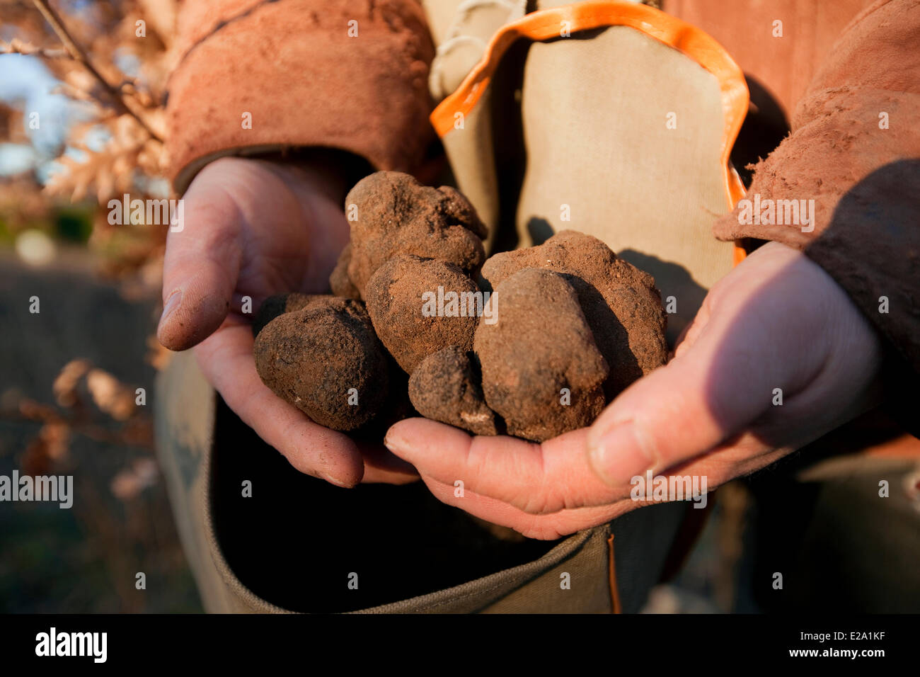 France, Vaucluse, Luberon, Bonnieux, harvest of truffles with Jacky ...