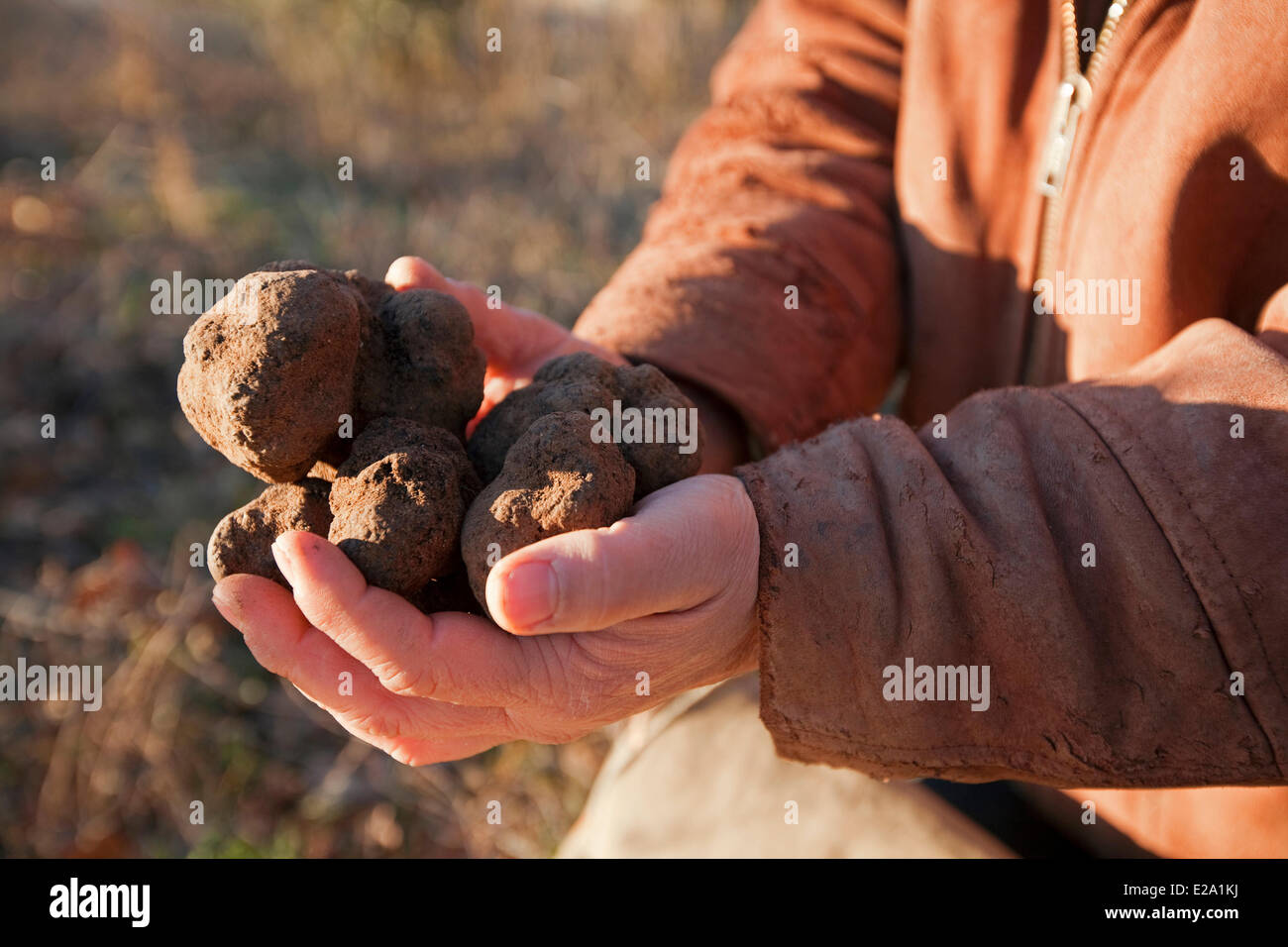 France, Vaucluse, Luberon, Bonnieux, harvest of truffles with Jacky ...