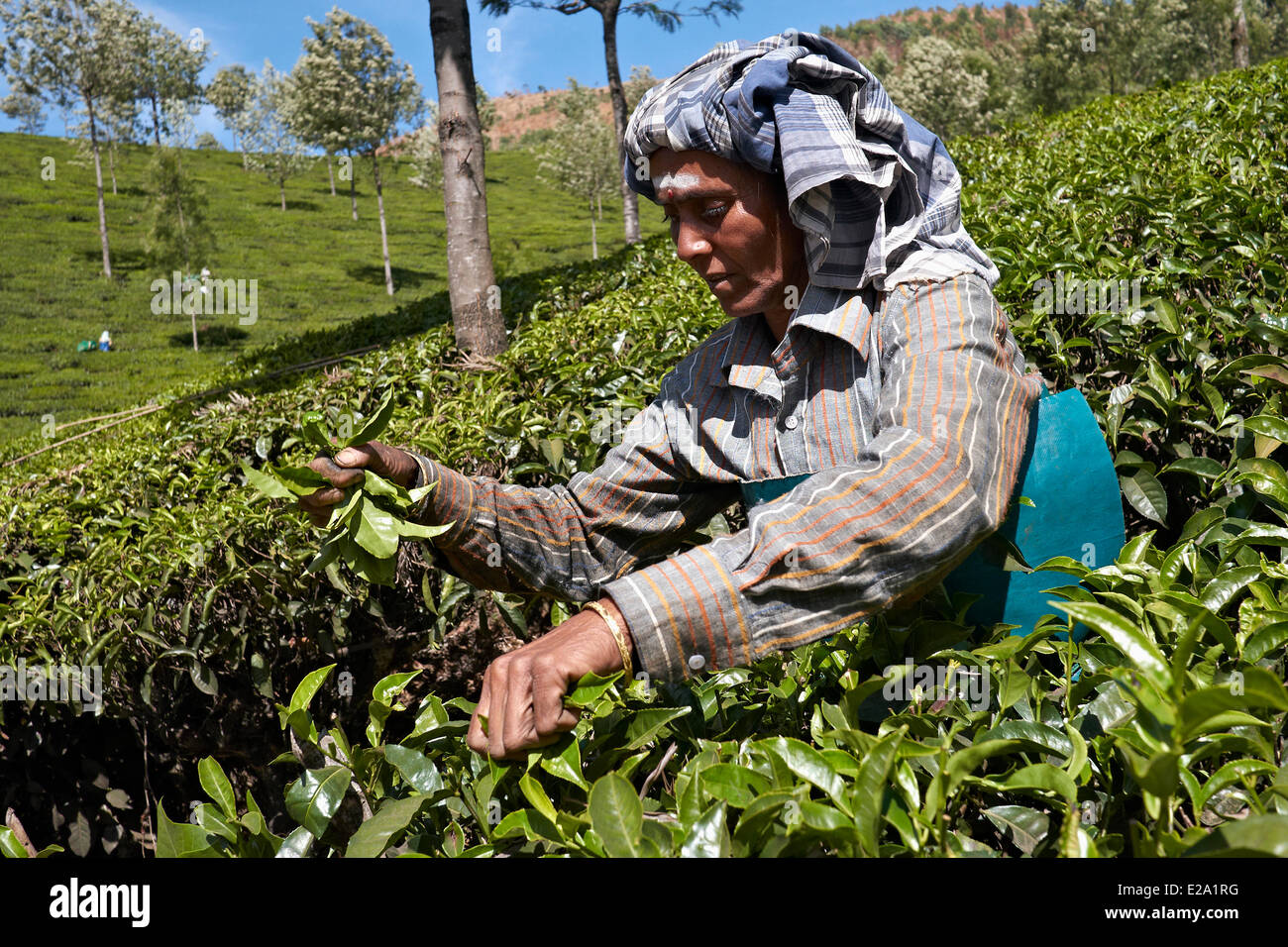 India, Kerala state, Munnar, tea plantation in the moutains, woman ...