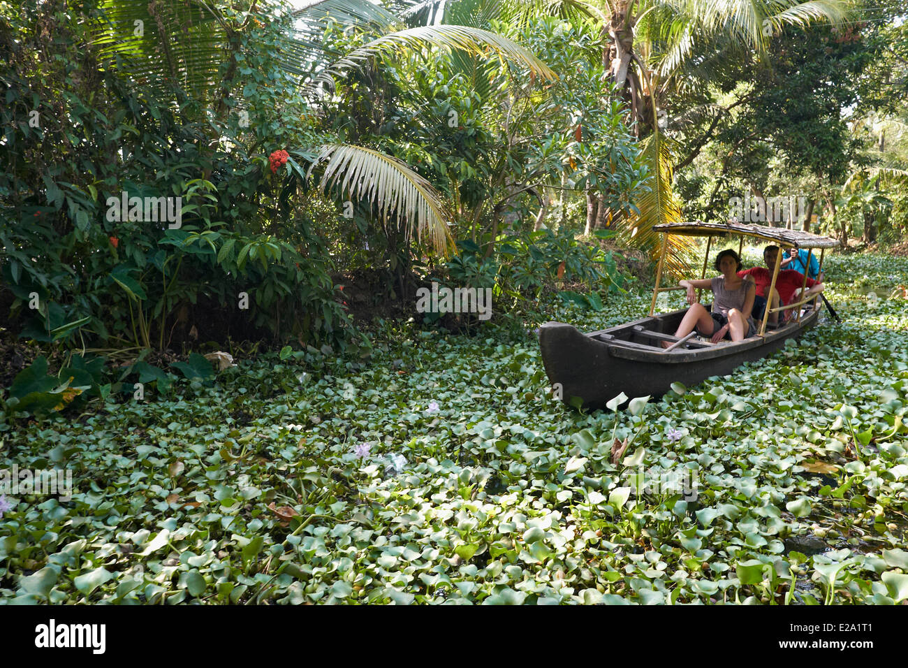 India, Kerala state, Alleppey, the backwater, boat rides for tourist ...