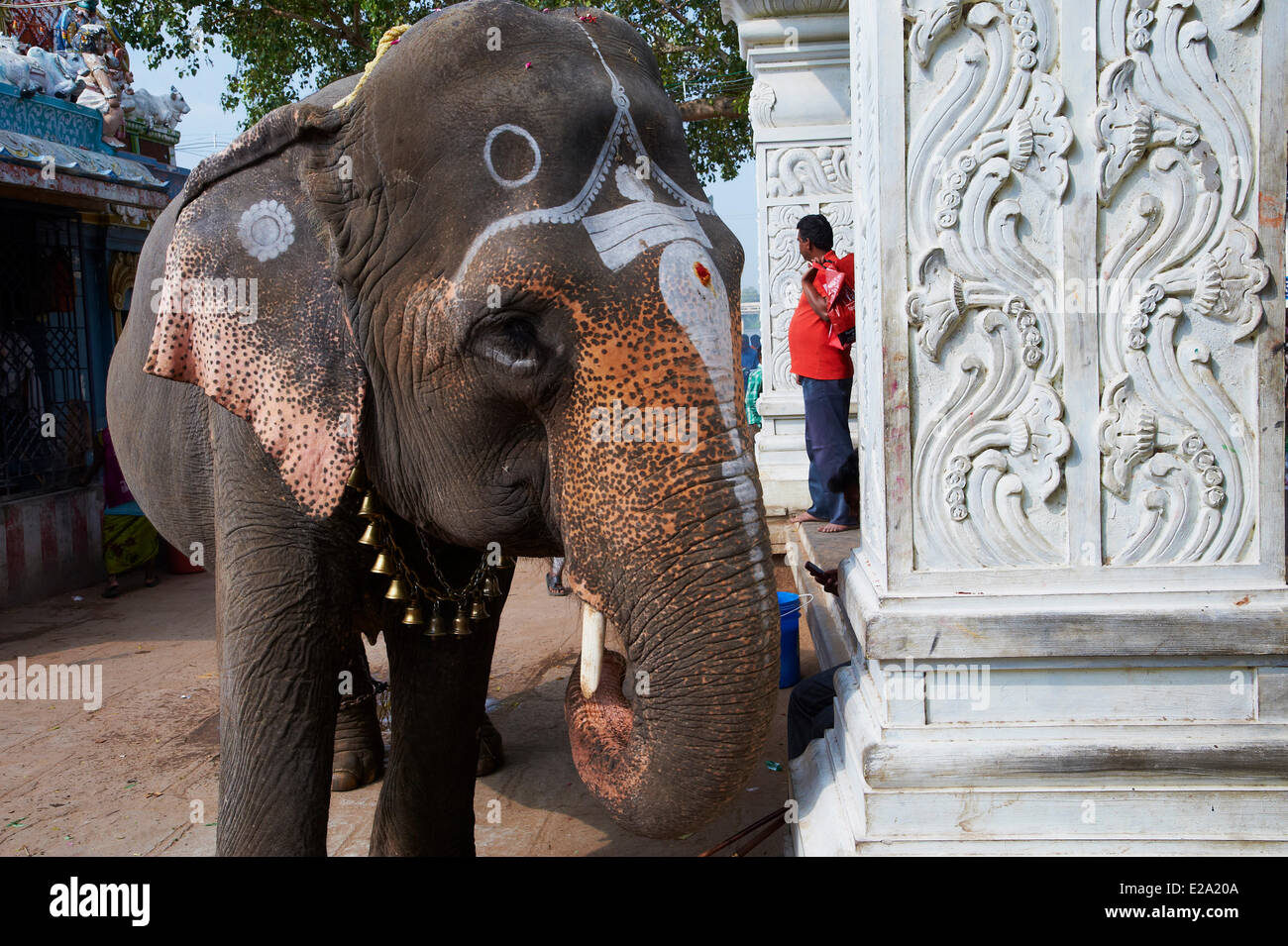 Tamil Nadu Temple Elephant High Resolution Stock Photography and Images ...