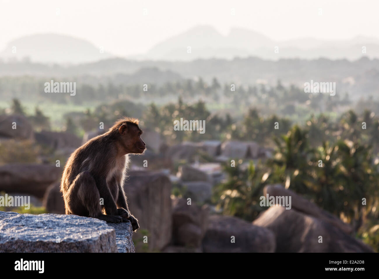 India, Karnataka state, Hampi, monkey sitting on the Hemakuta hill ...
