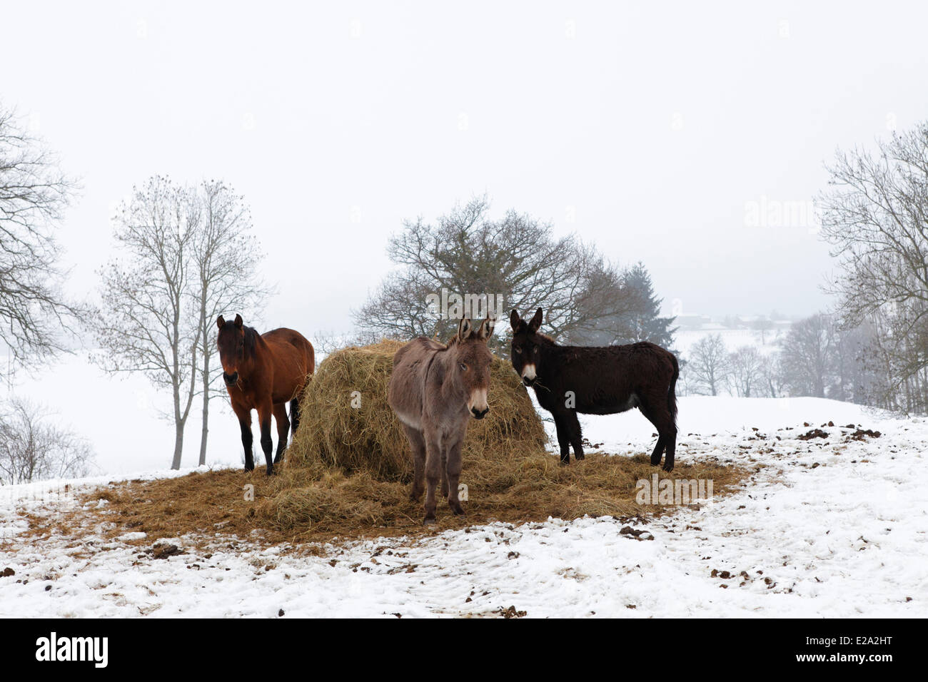 Donkeys snow hi-res stock photography and images - Alamy
