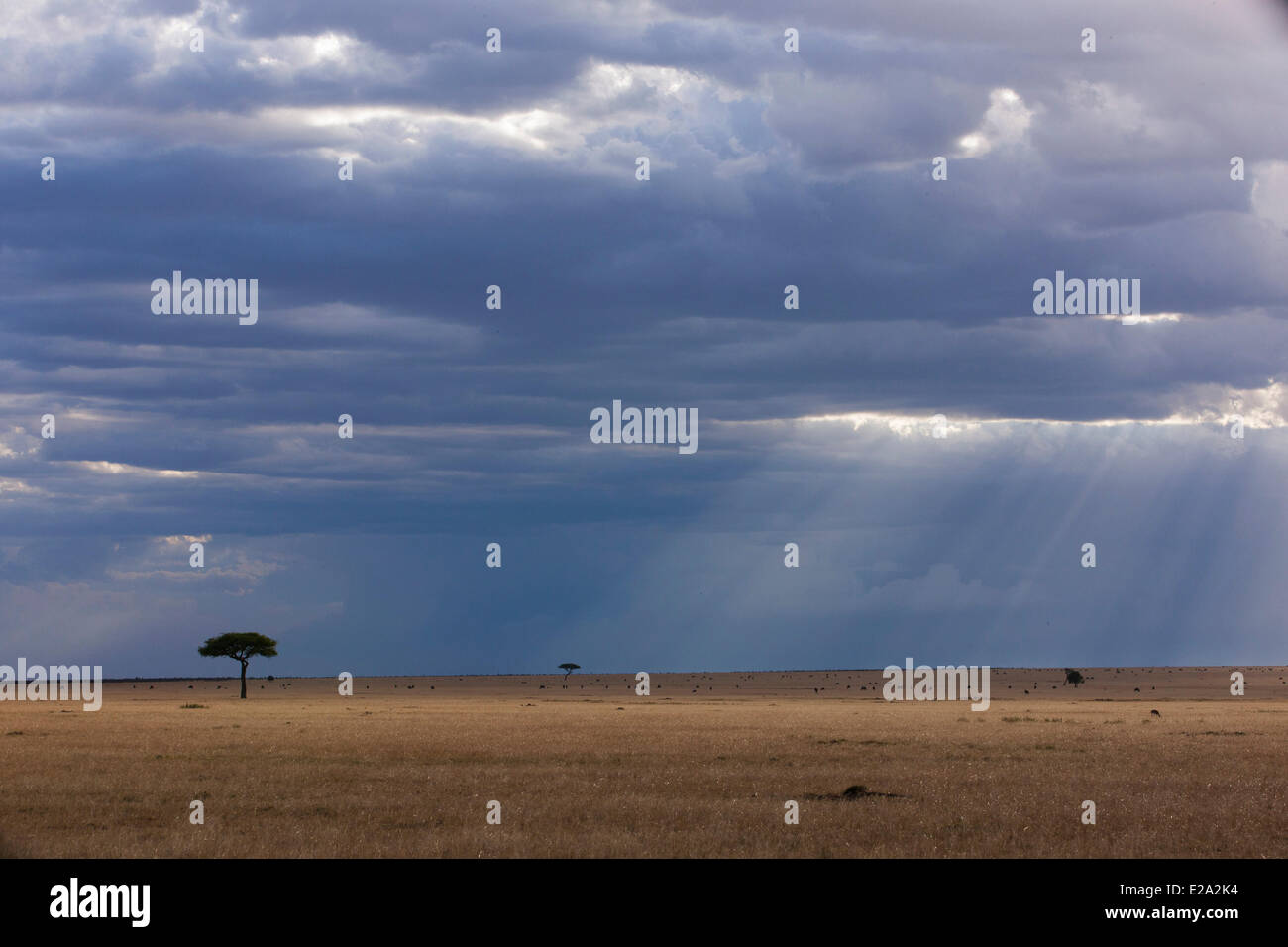 Kenya, Masai Mara National Reserve, rain during the dry season Stock ...