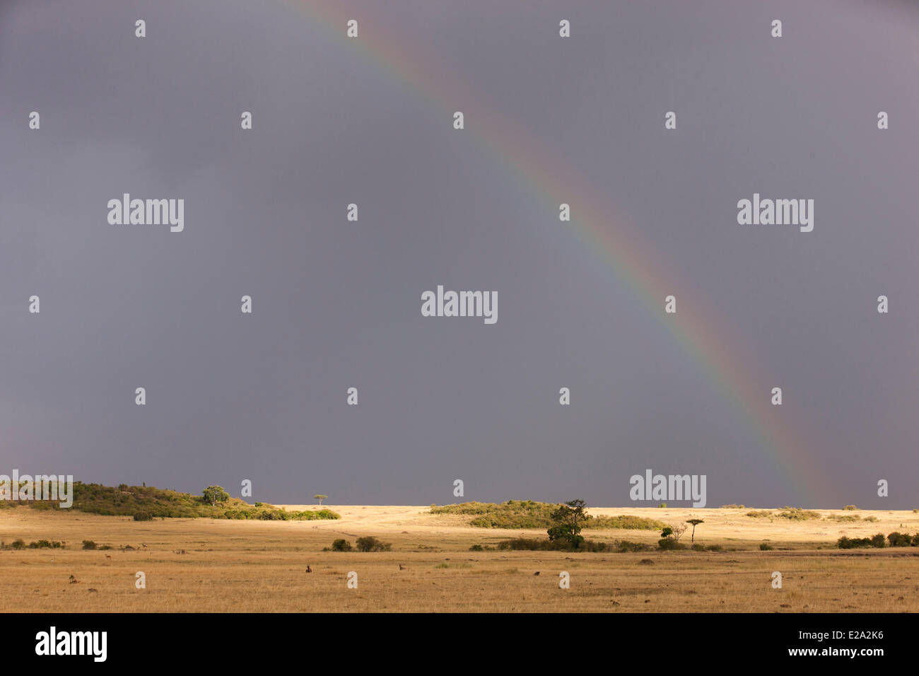Kenya, Masai Mara National Reserve, rainbow in dry season Stock Photo ...