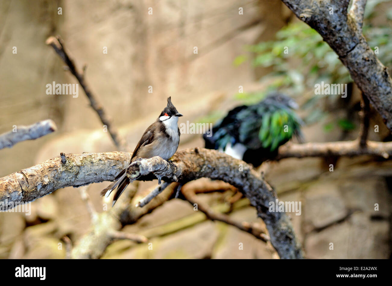 Red-whiskered Bulbul (Pycnonotus Jocosus) perched on a branch Stock ...