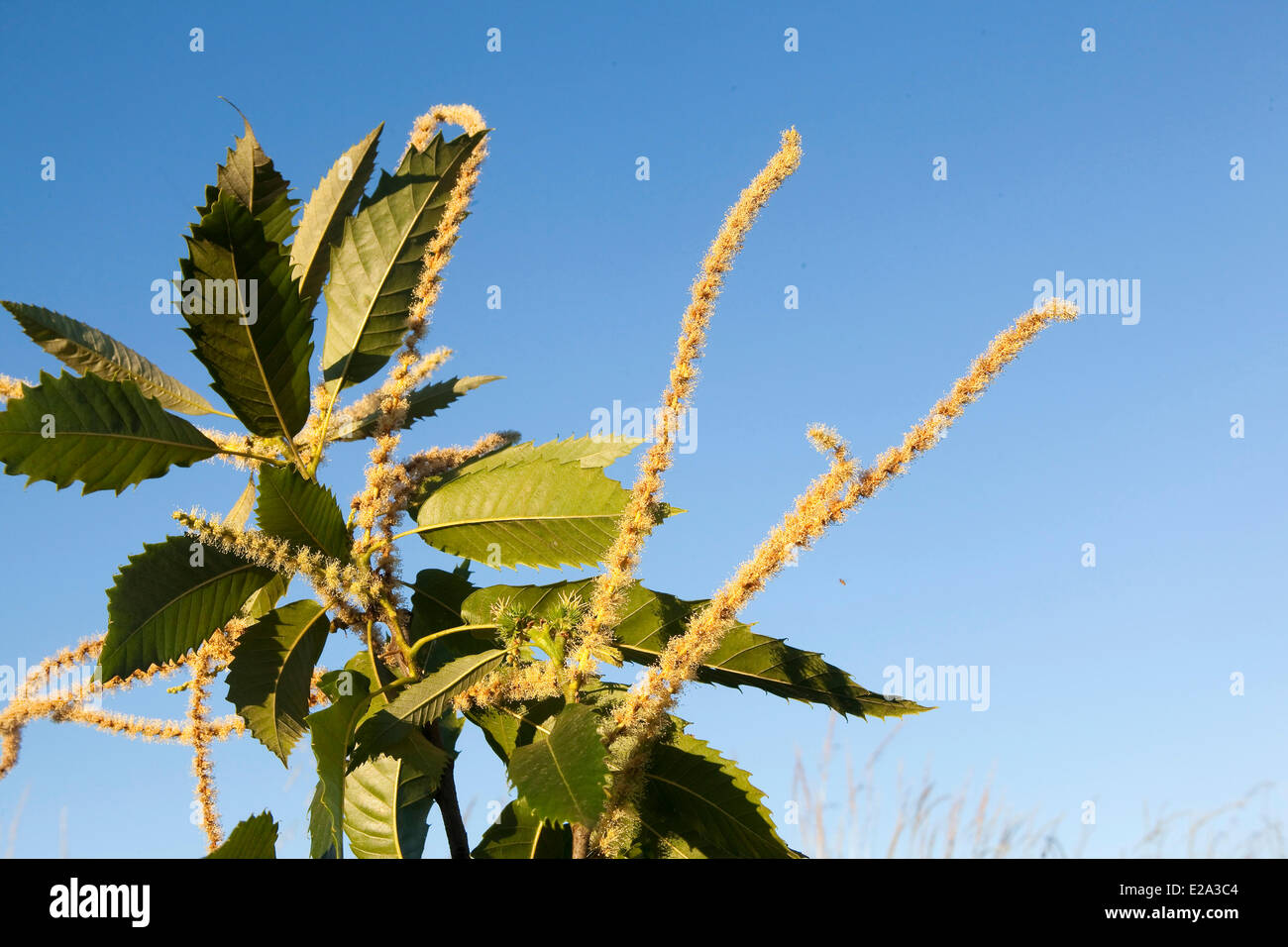 Sweet chestnut tree flowers hi-res stock photography and images - Alamy