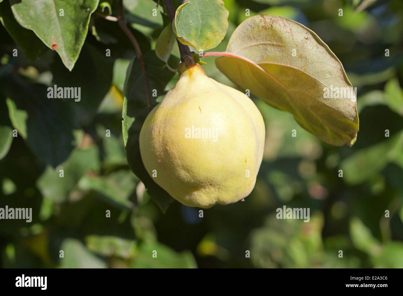 Quinces Cydonia Oblonga At Tree High Resolution Stock Photography and ...