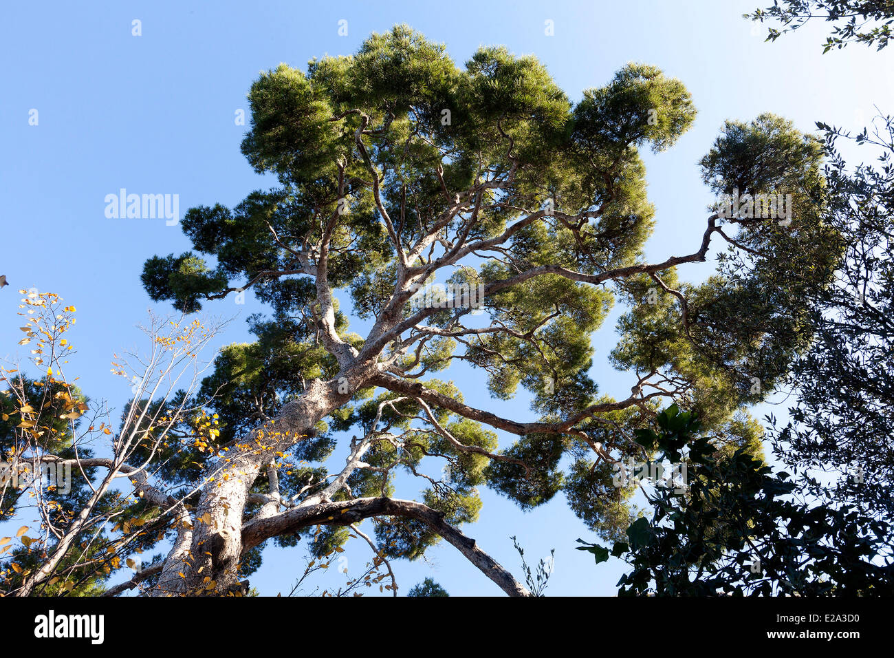 Pinus pinaster hi-res stock photography and images - Alamy