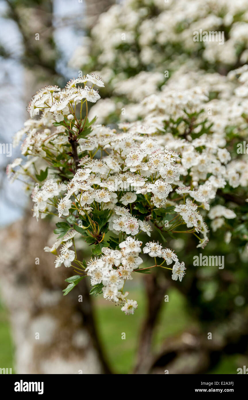 Hawthorn Tree In Blossom High Resolution Stock Photography and Images ...