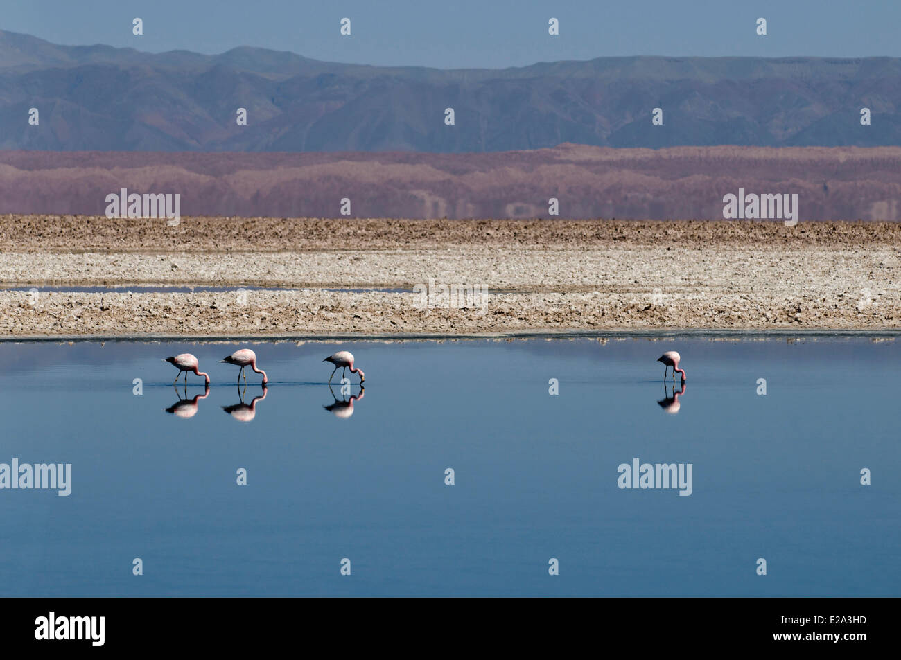 Loa loa hi-res stock photography and images - Alamy