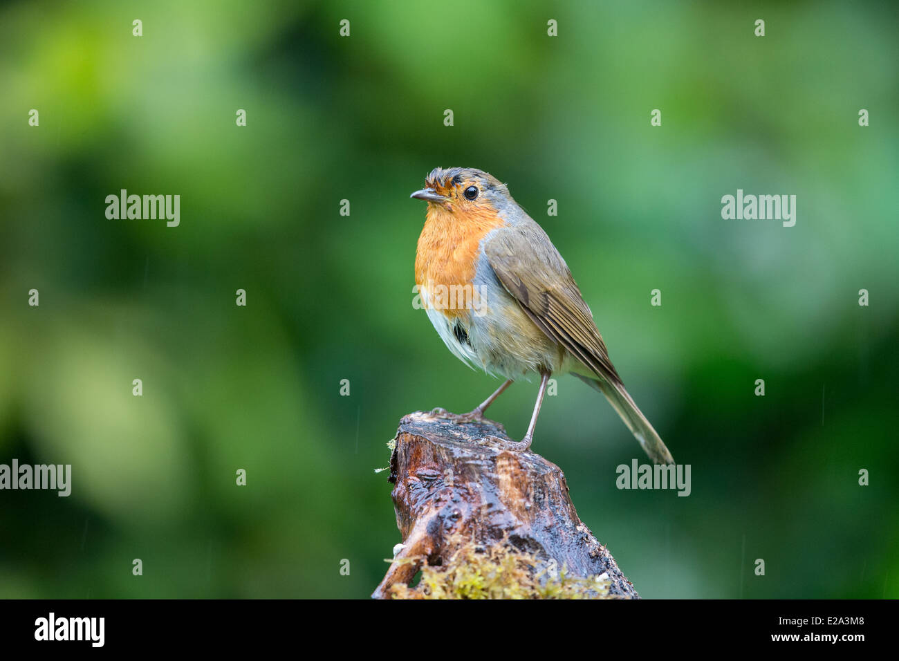 European Robin (Erithacus rubecula) standing on a mossy post Stock ...