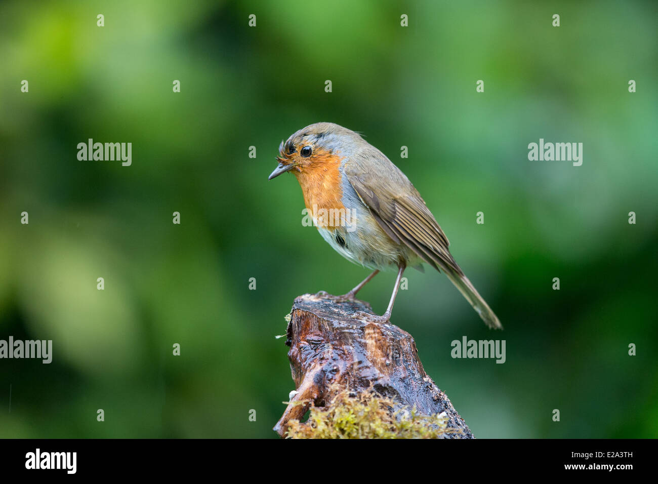 Wet robin hi-res stock photography and images - Alamy