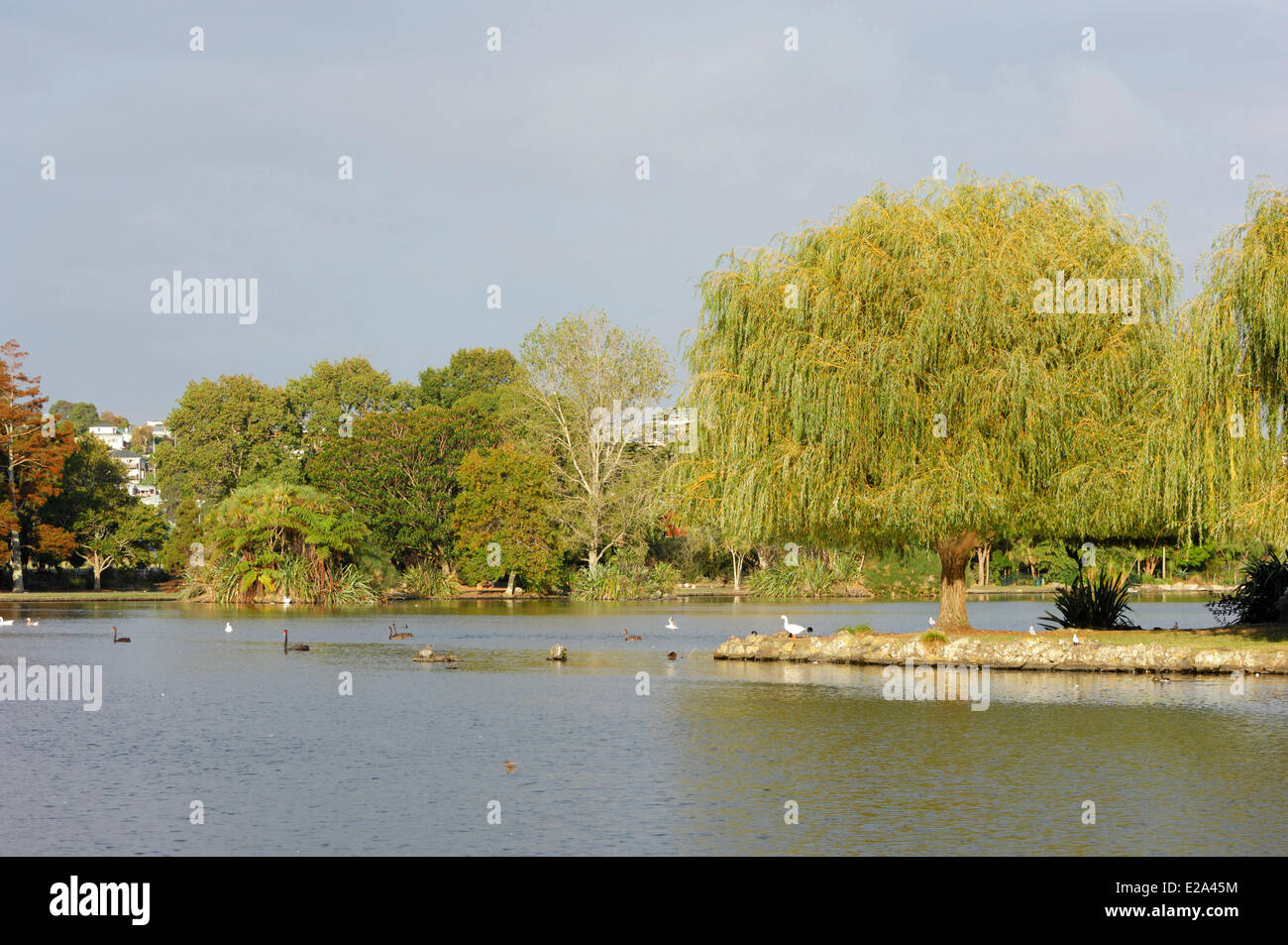 New Zealand, North Island, Auckland, Western Springs Park, weeping ...