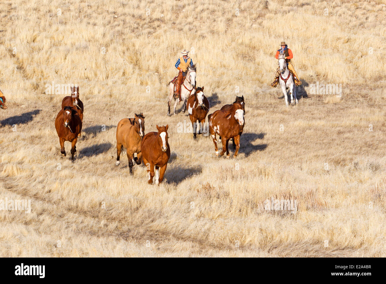 United States, Wyoming, Shell, The Hideout Guest Ranch, cow-boy, Tom ...