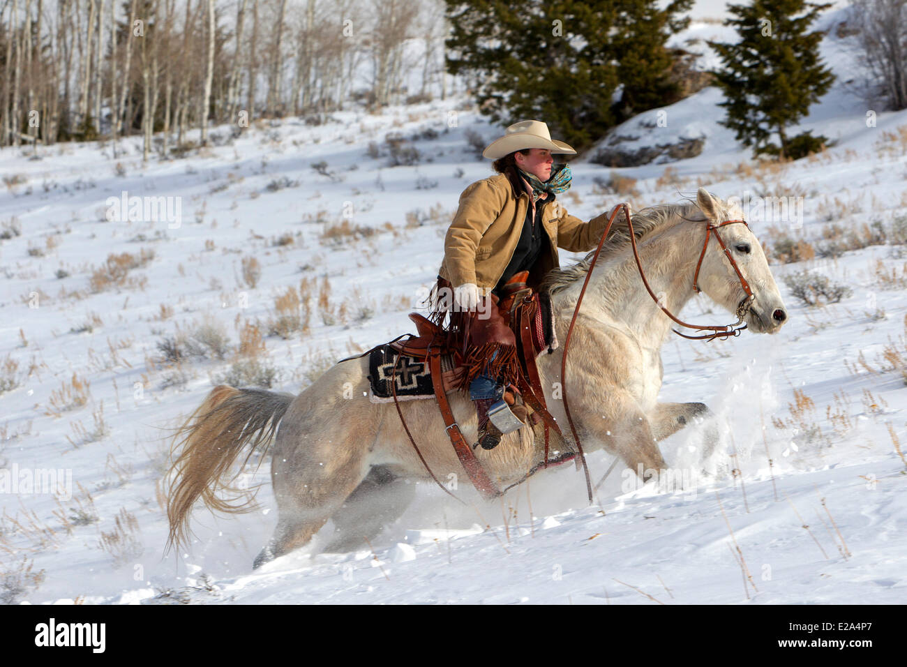 Wyoming cow boy hi-res stock photography and images - Alamy